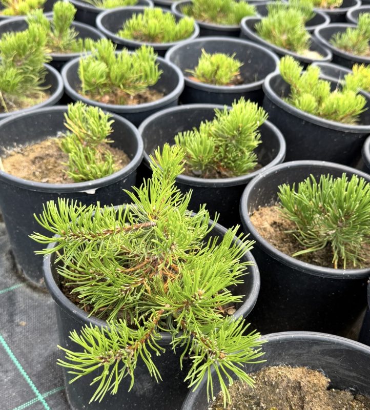 Pinus mugo (Mini bor) - Rasadnik Kaća